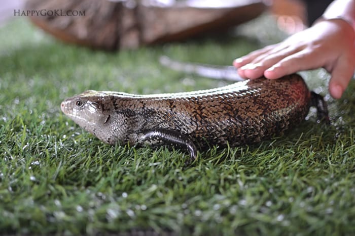 Farm In The City - Happy Go KL