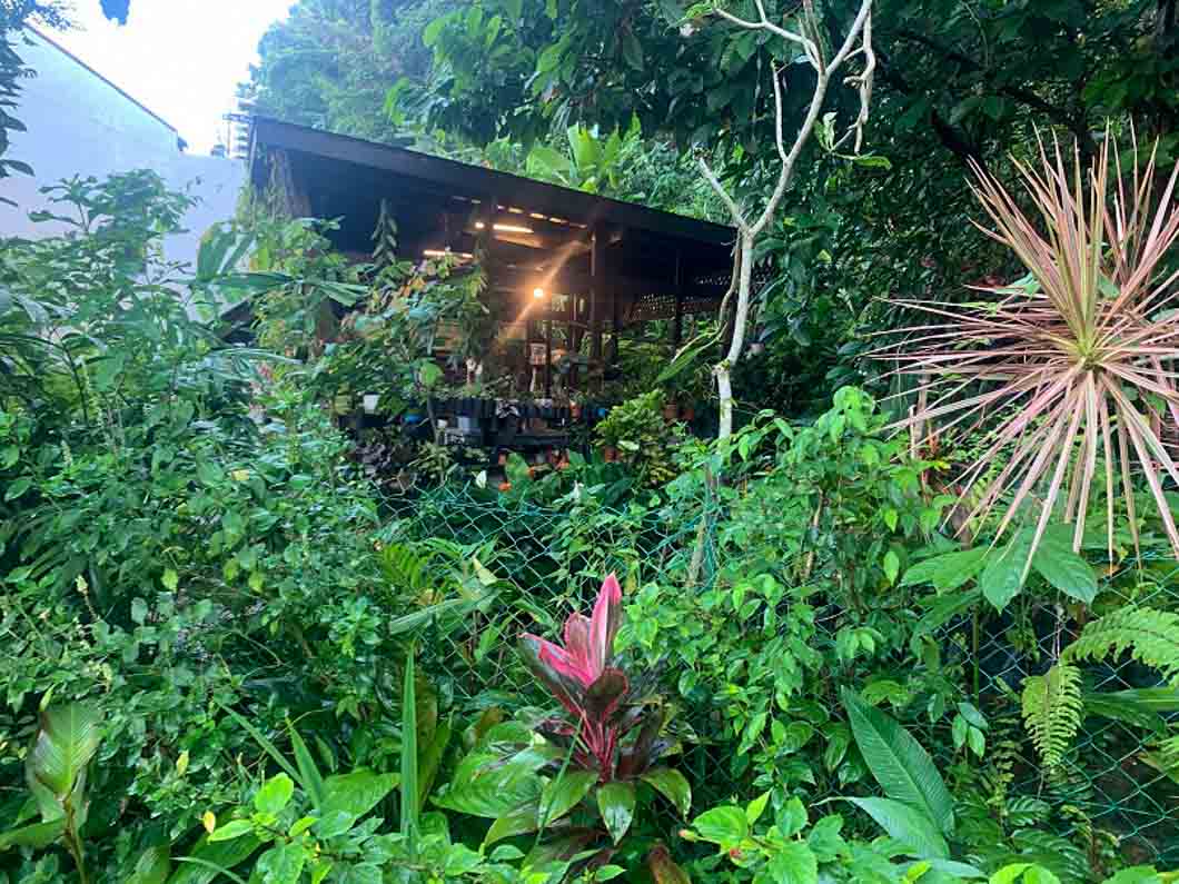 Release Your Nature Beast With The Free Tree Society - Happy Go KL